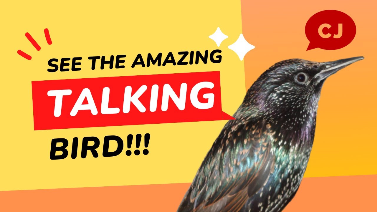 Amazing European Starling Mimics Human Speech 2022 - YouTube
