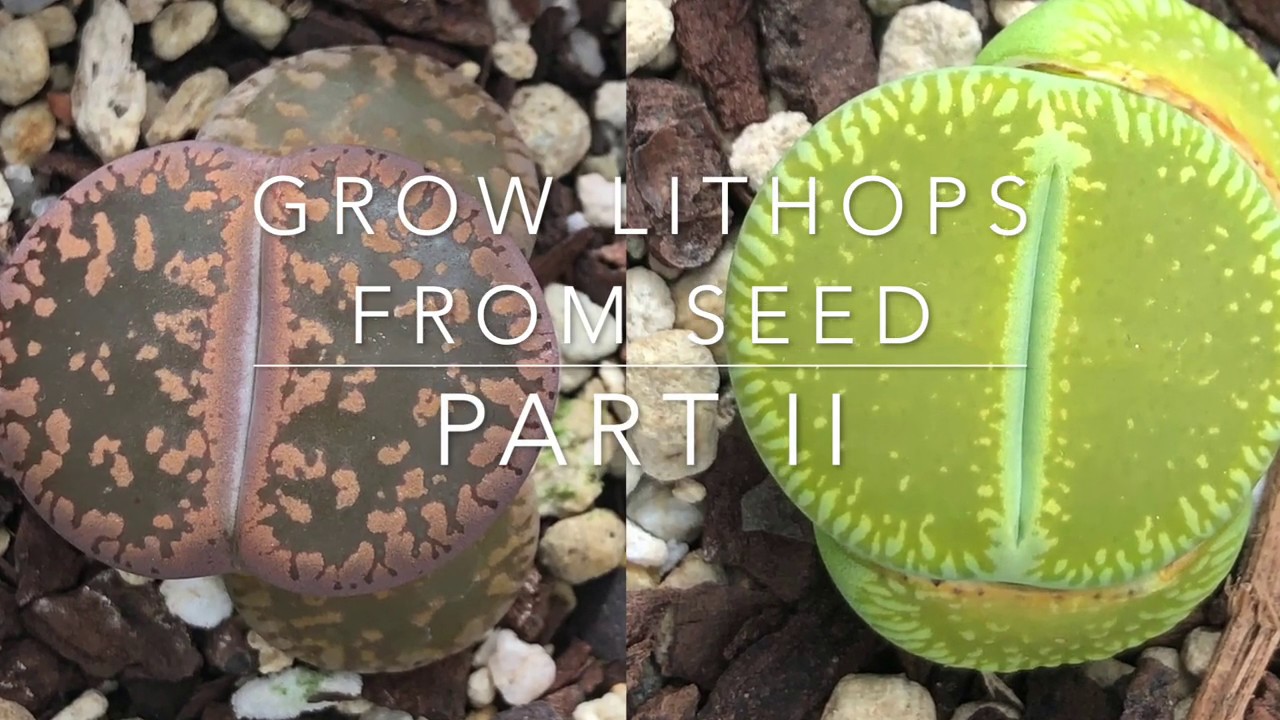 How To Grow Lithops From Seed - Part II - PLUS Rare Lithops Hybrids ...