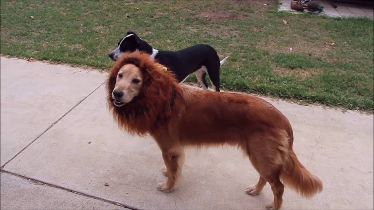 Golden Retriever Lion (Servo) - YouTube