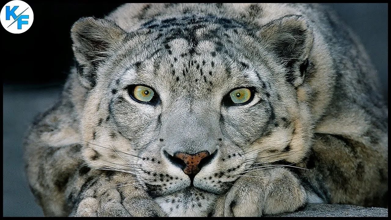 Majestic Ghost of the Mountains: The Enigmatic Snow Leopard - YouTube