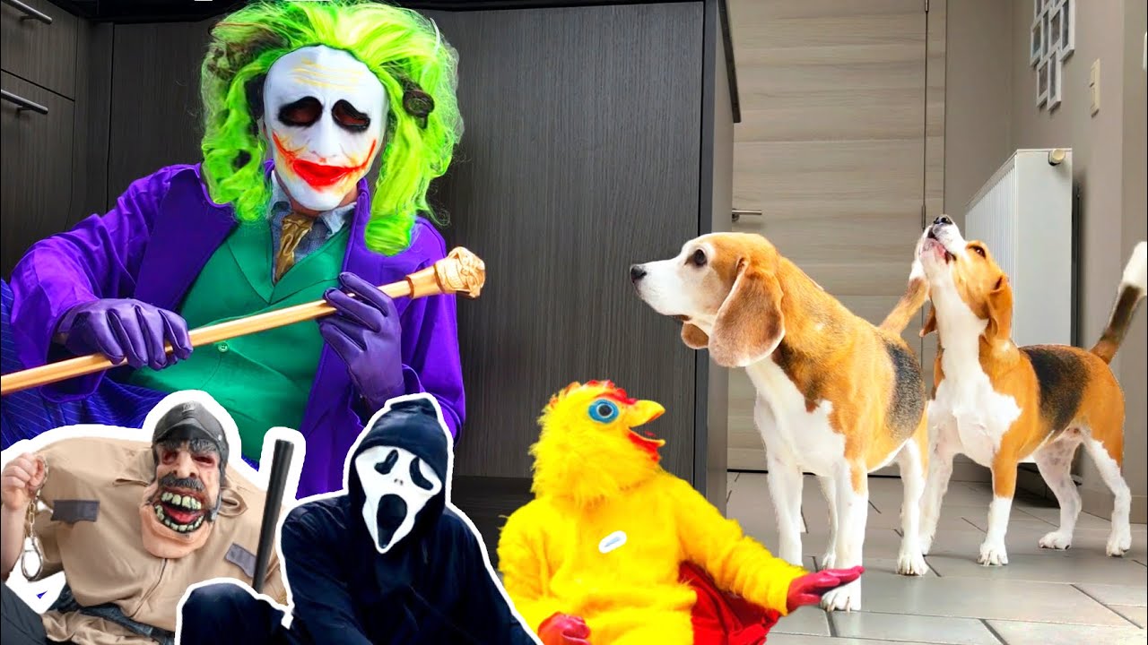 Funny Beagles Get Pranked By Scary Costumes Compilation #7 - YouTube