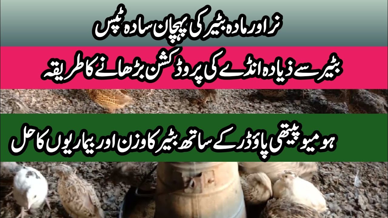 Breeder Batair Setup For Batair Chick's Hatchery | Male Female Batair ...