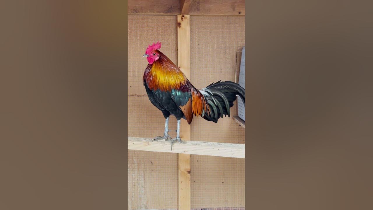 red jungle fowl, qaib dib qaib qus #102 Huajvam Thoj - YouTube