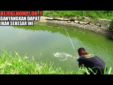 REJEKI NOMPLOK..!!! Ga nyangka Dapat ikan Sebesar Ini || Mancing Di Irigasi Yang Lagi Surut ...