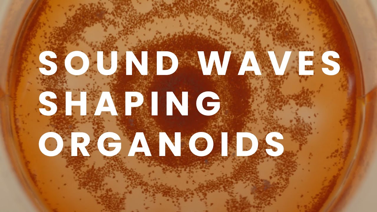 A New Era in Biotechnology: Sound Waves Shaping Organoids - YouTube