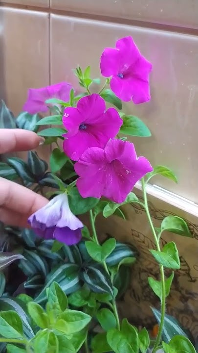 ВЕГЕТАТИВНАЯ ПЕТУНИЯ ВЕЛЬВЕТ ПАРПЛ 🌺🌺🌺МАРТ 2024 г. - YouTube