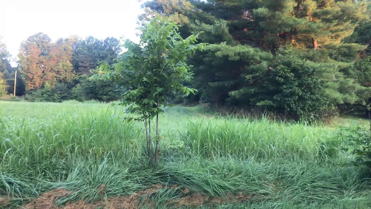 Good Morning From Burning Daylight Farms- 7/2/2020 - YouTube