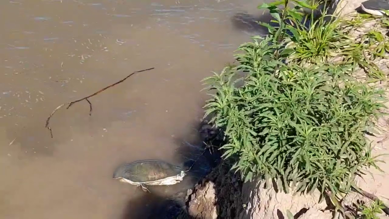 TORTUGA DE RIO CAPTURADA Y LIBERADA. - YouTube