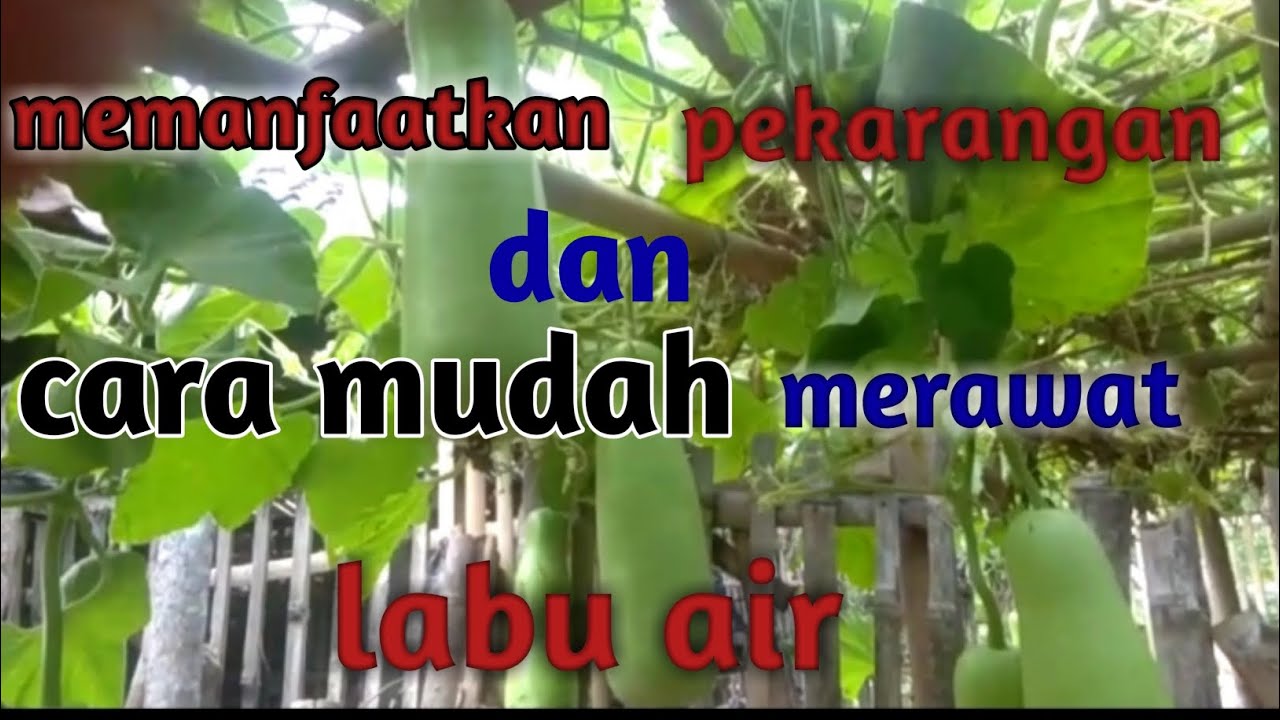 memanfaatkan pekarangan rumah dan cara merawat labu air agar buah bagus ...