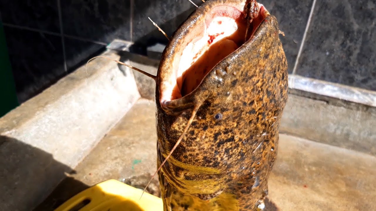 Cocinando Bagre Sapo Frito y en Sopa - YouTube