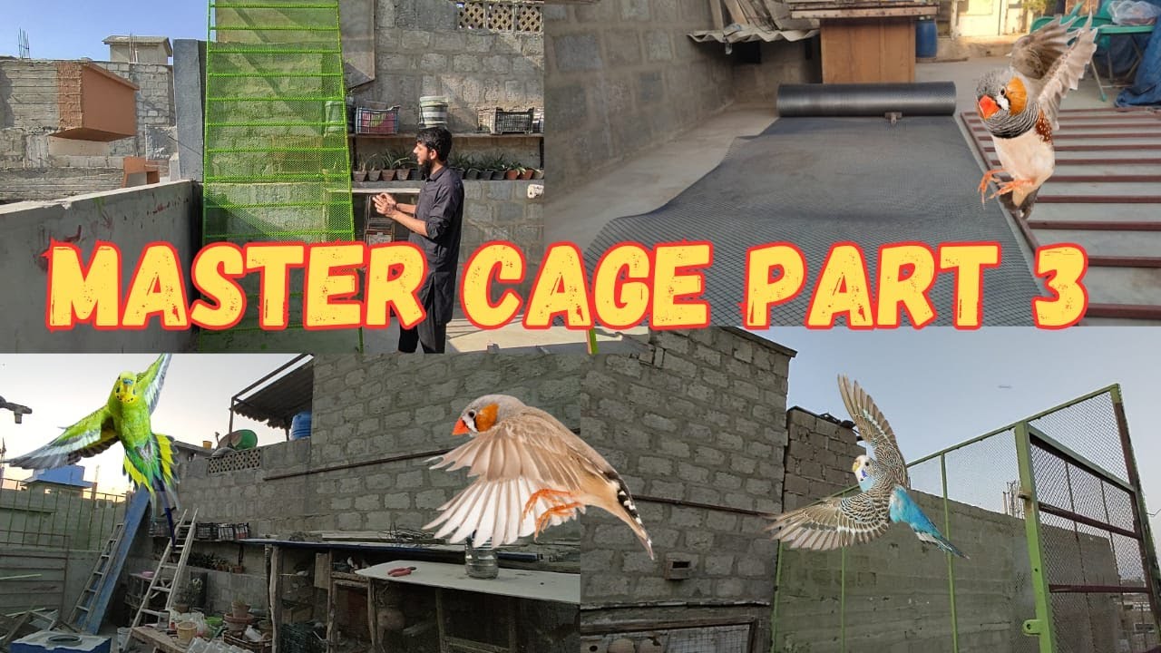 How To Make Master Cage | Master Cage Part 3 | Birds Cage Finches, Java ...
