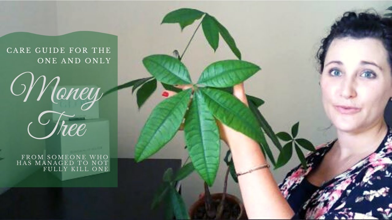 Money Tree Care Guide - YouTube