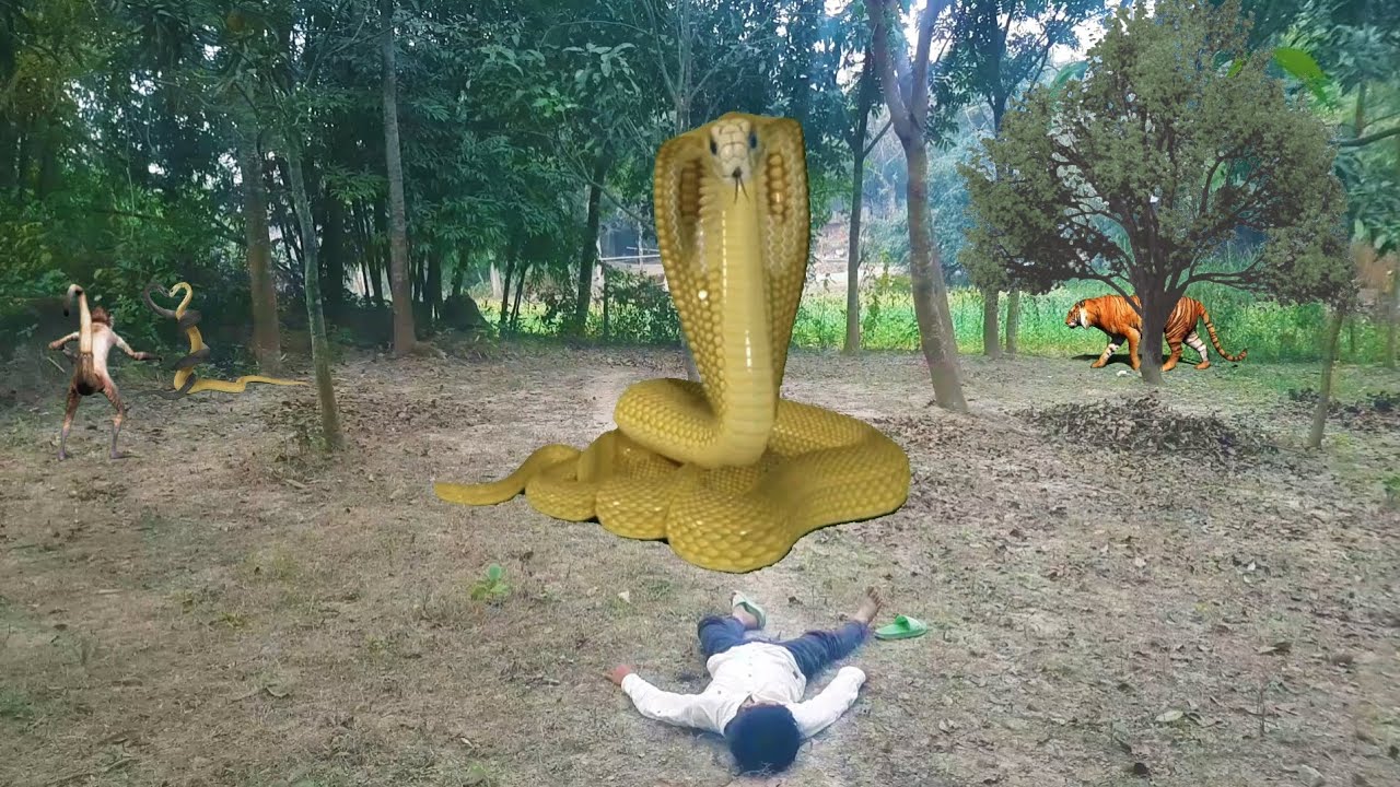 Anaconda Snake in Real Life HD Video 3 || snake video || Snake || Anaconda - YouTube