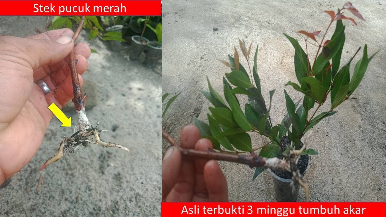 Terbukti ampuh stek pucuk merah hanya 3 minggu tumbuh akar - YouTube