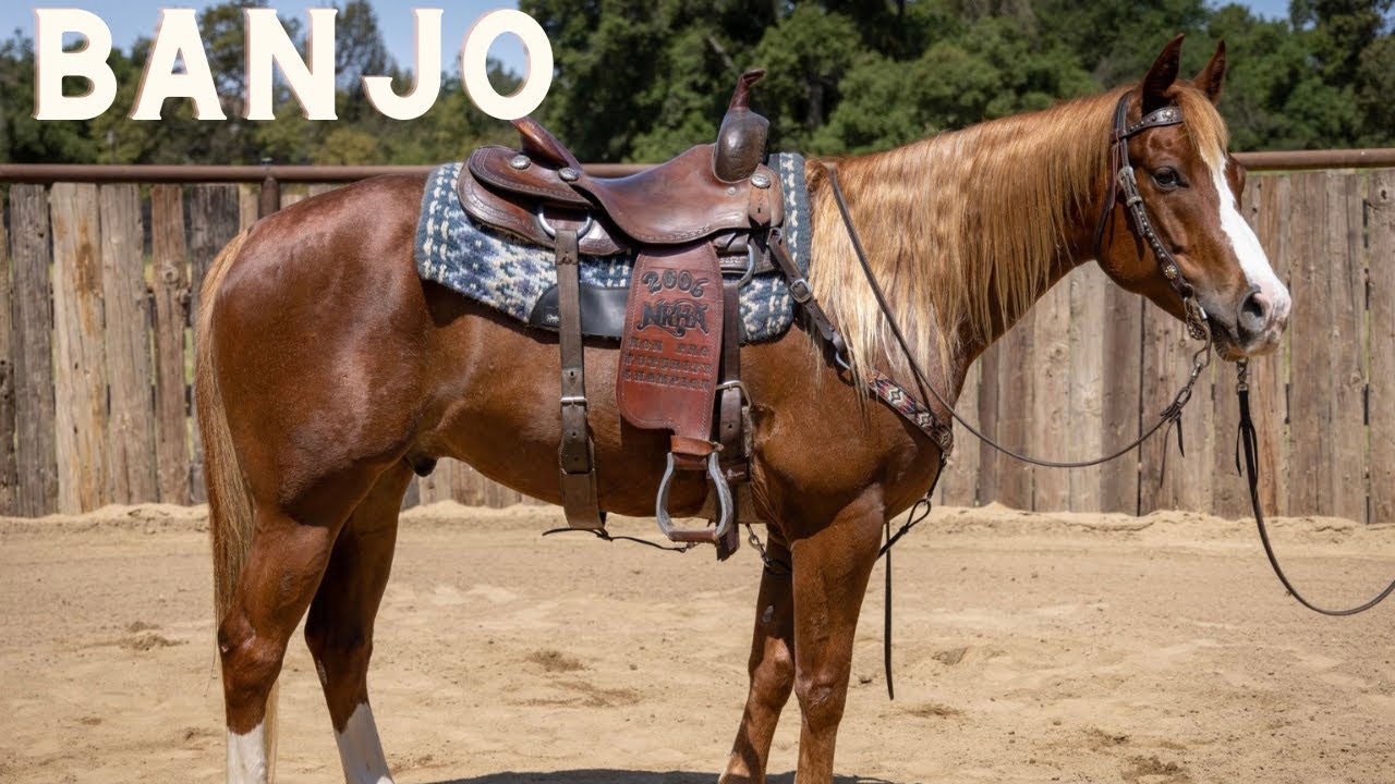 Meet Banjo: The Sweet and Versatile Quarter Horse Gelding | Perfect for ...