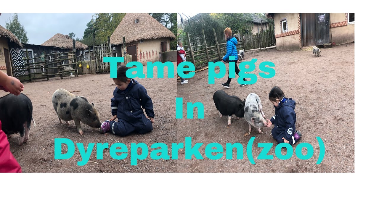 Tame pigs in dryreparken(zoo)#dyreparken #zoo #wildpig #pig #Norway # ...