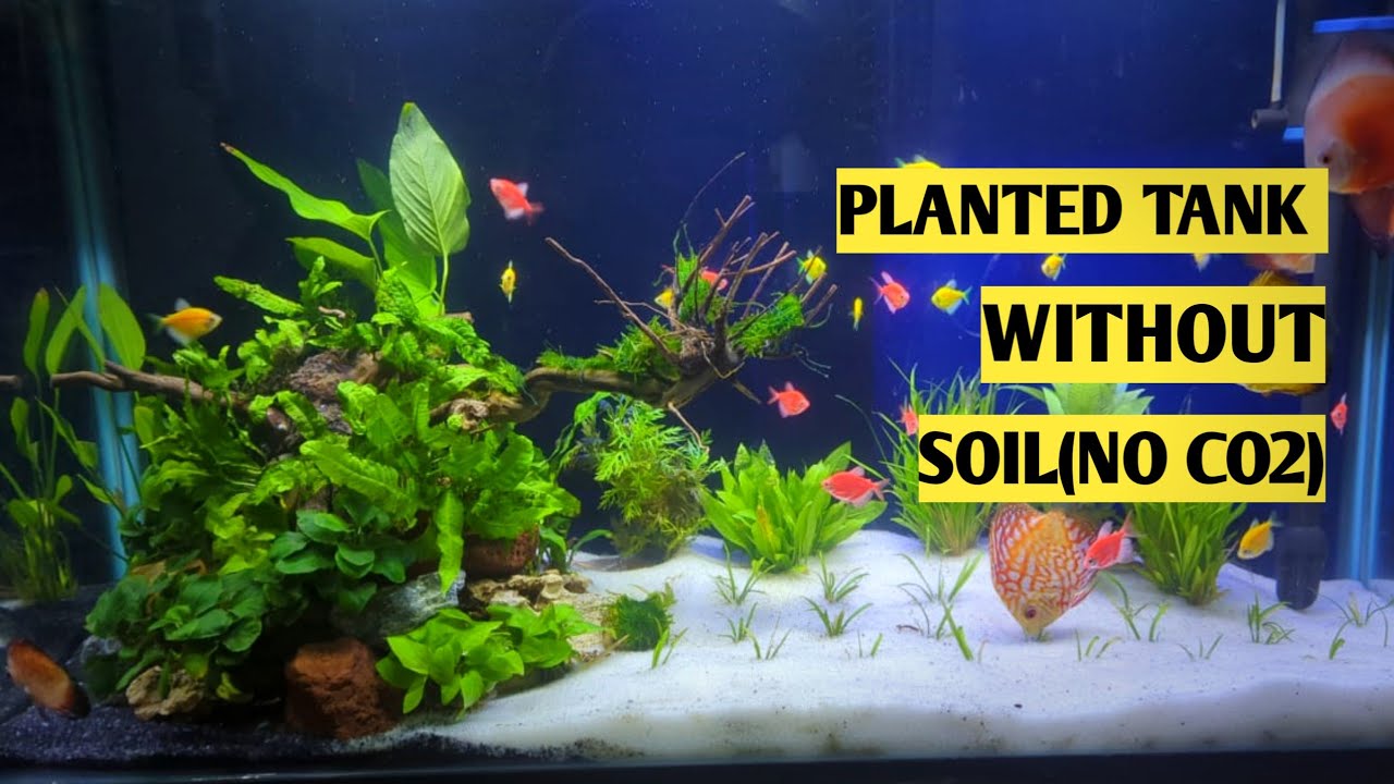 planted tank without soil(no CO2) | low tech planted tank - YouTube