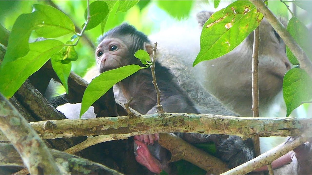 Wow! Baby monkey Tia was release on the branch training control her ...