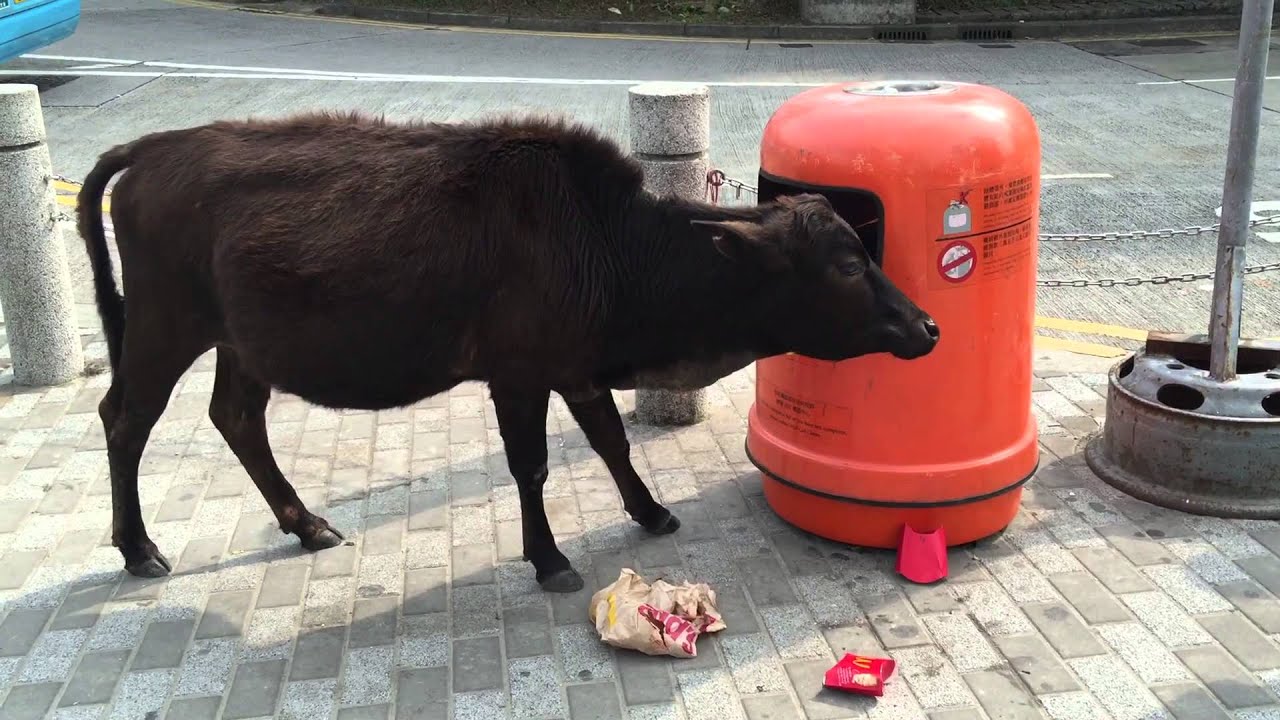 Hong Kong Cow eating McDonald from Rubbish Bin - YouTube