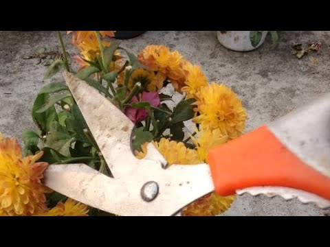 S Maji is live - YouTube