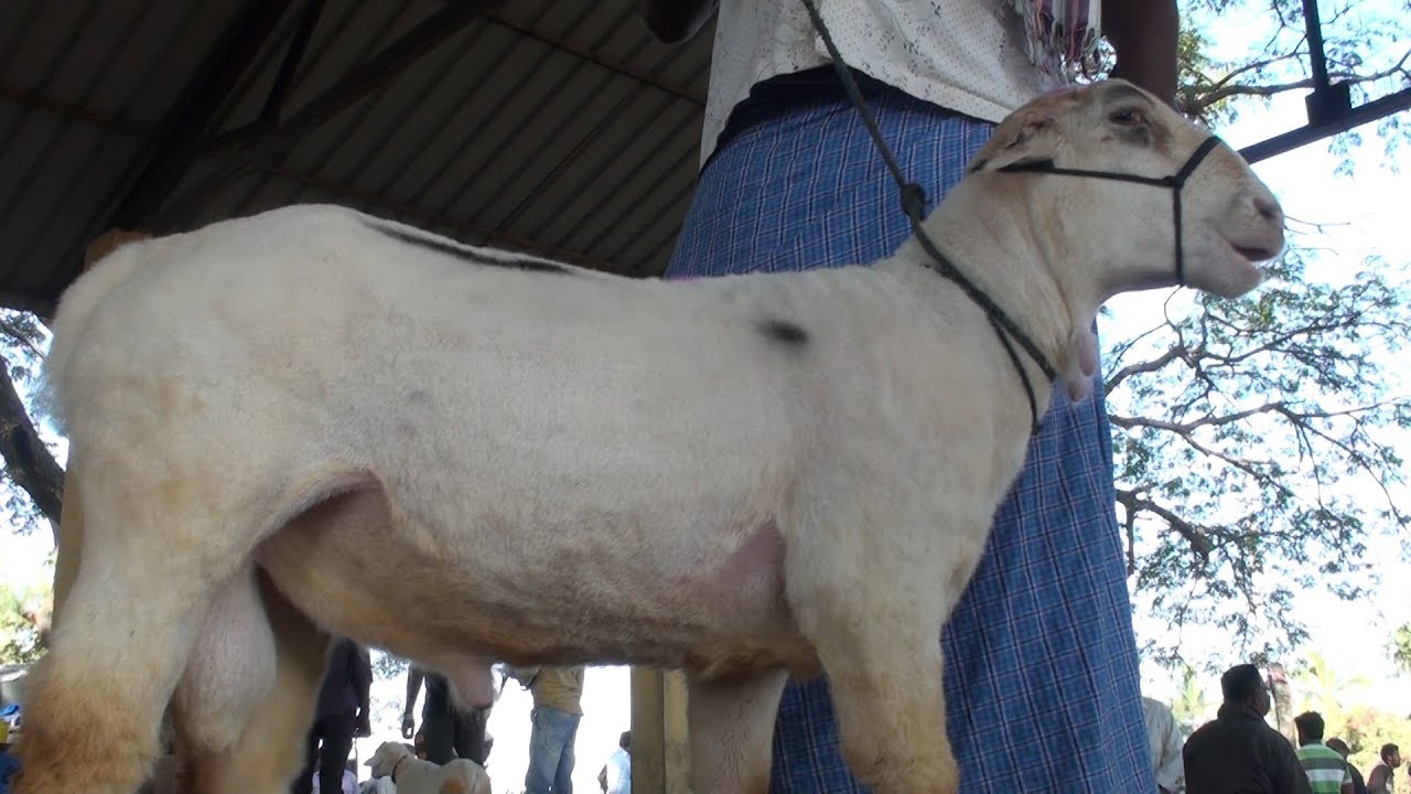 4 teeth Banduri Ram for 25 thousands - YouTube