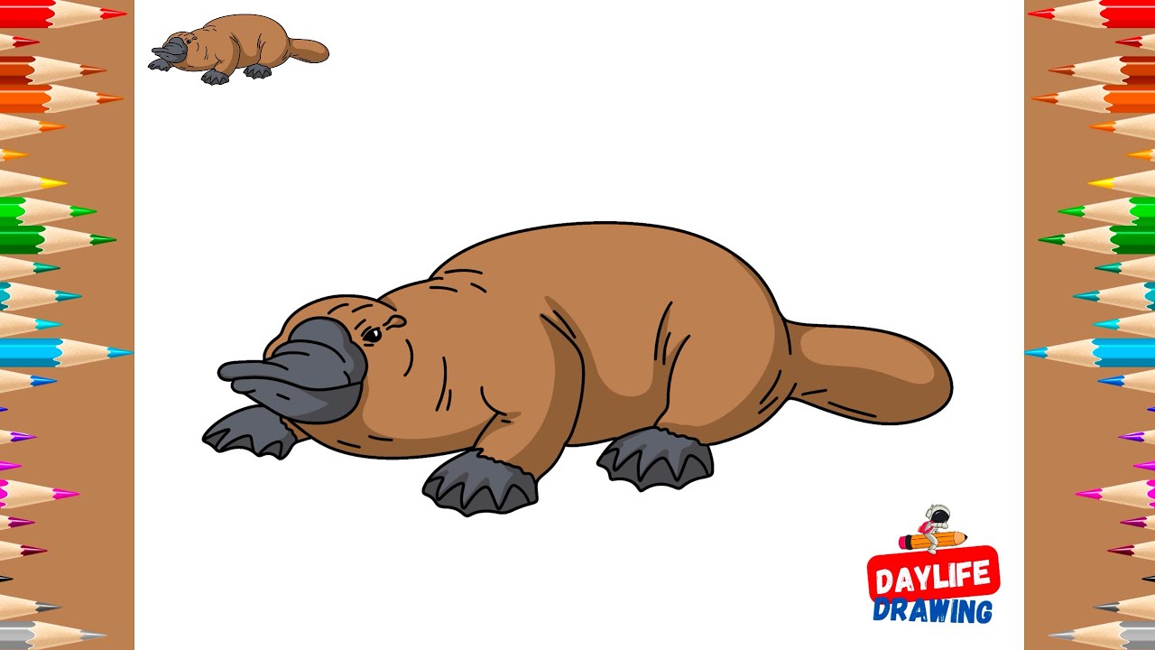 How to Draw a Platypus | Step-by-Step Drawing Tutorial - YouTube