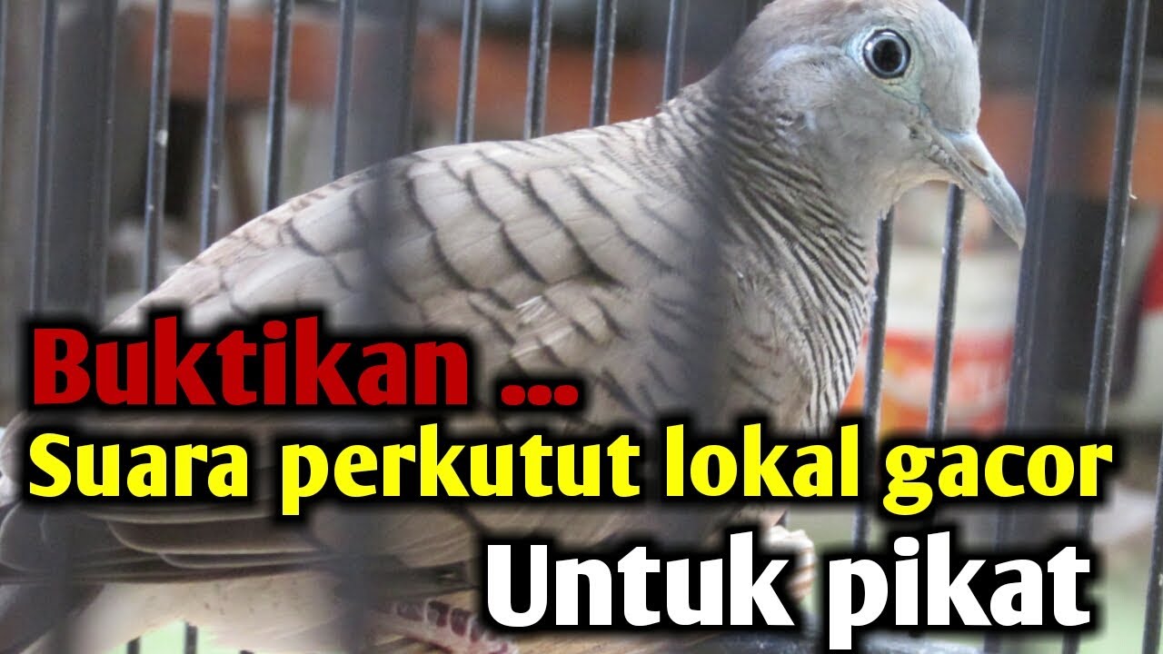 Merbok pikat terbaik kocak untuk pikat merbok kampung tandang Siam ...