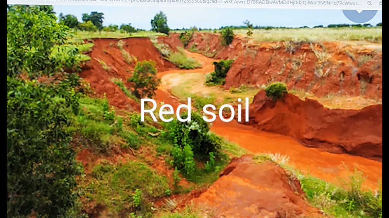 Red soil - Soil Resources in India, Geography, Class 10 and 11 - ICSE ...