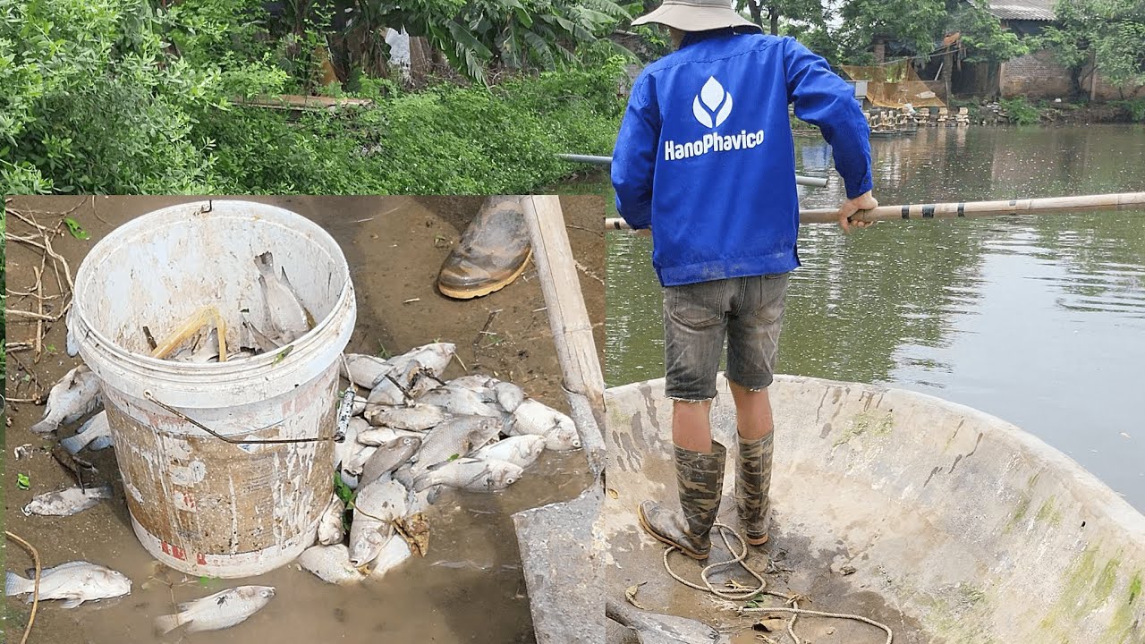 Farmers have difficulty raising fish - fish are dying from disease ...