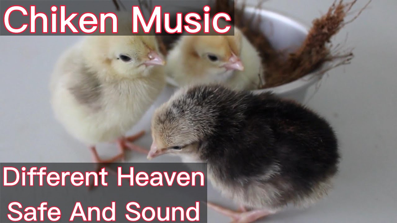 Chicken Music NCS (Different Heaven - Safe And Sound) - YouTube