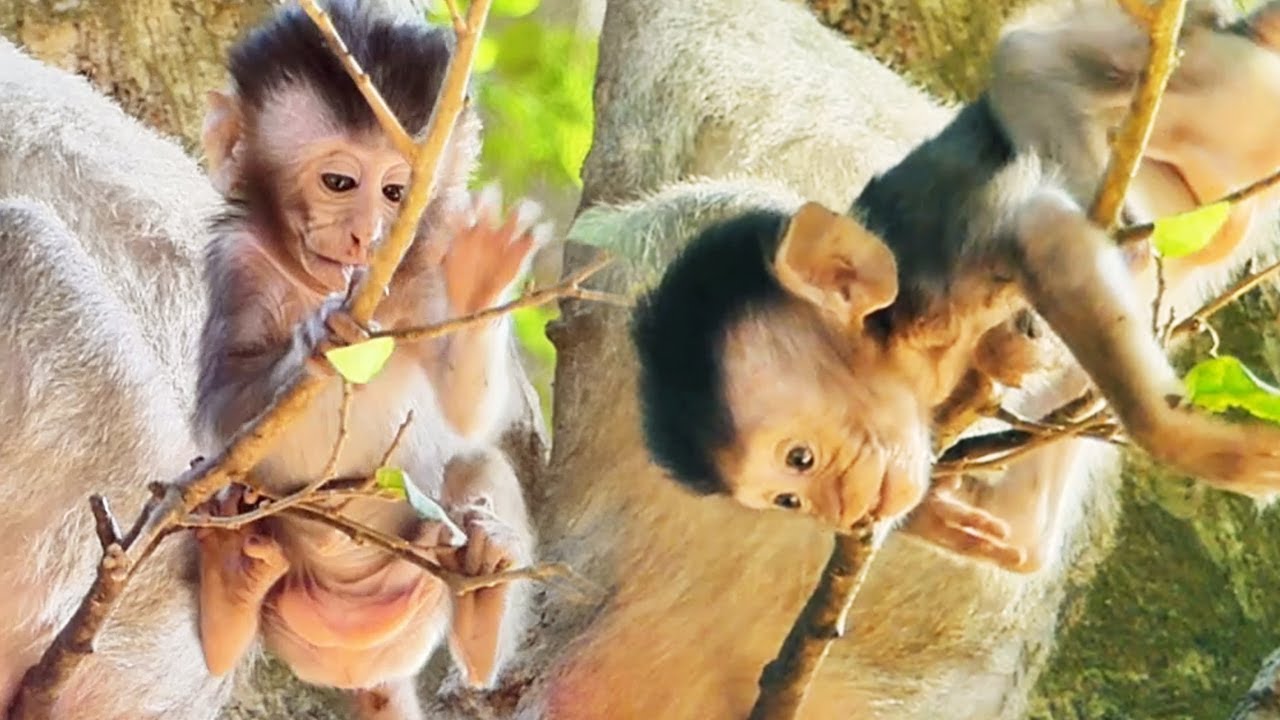 Little Bean Baby Monkey Love To Play With Tree Branch With His Mother ...