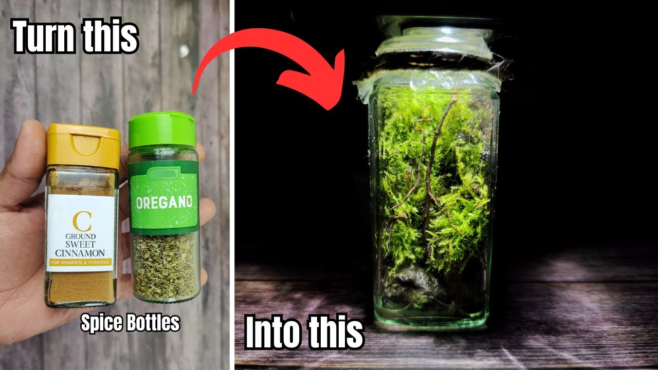 How To Make A Terrarium | How to Make Miniature terrarium from recycle ...