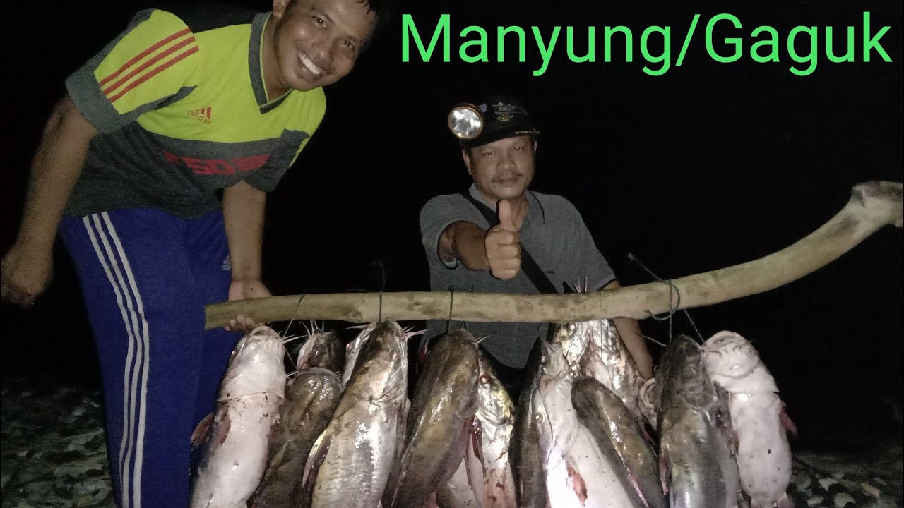 TERBARU!!! Nelayan Panen Ikan Besar || Jaring Pinggiran || Musim Ikan ...