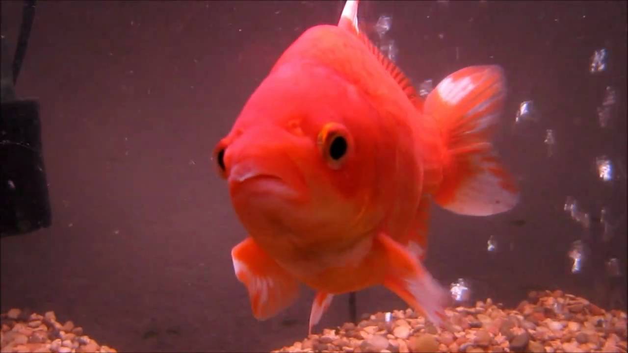 Goldfish - YouTube