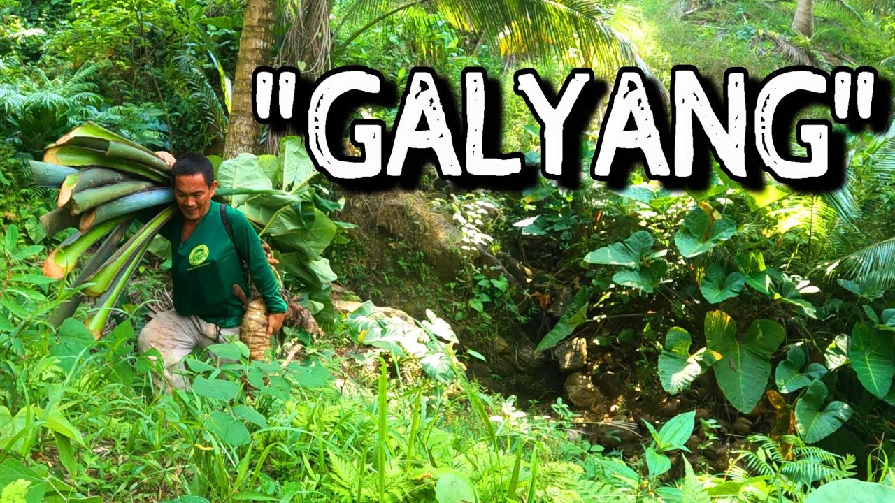 BUHAY BUKID:Nag-ani ng Gabing San Fernando/Galyang - YouTube