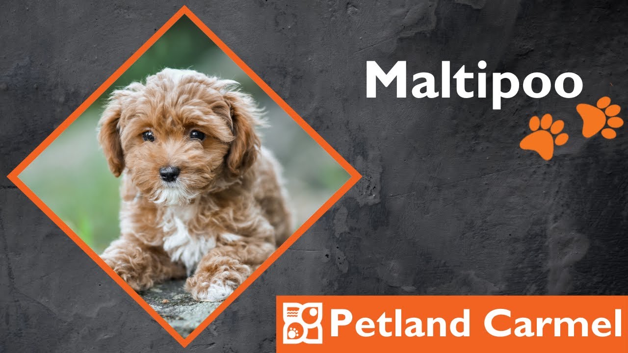 Tail Wagging Wonders: Maltipoo Breed - YouTube