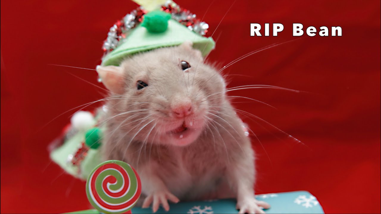 RIP Bean - Tribute to the Most Amazing Little Rat 💔 - YouTube