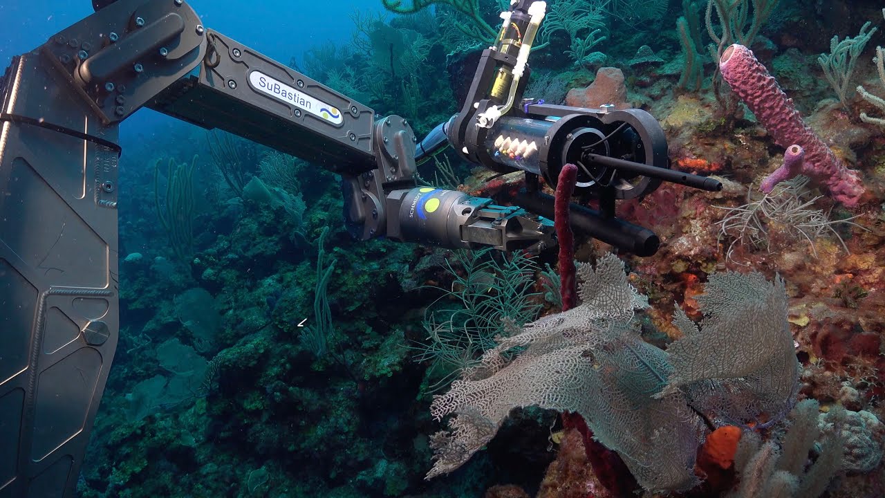 Deep-Sea Chemical Laboratories | Health Diagnostics of Deep-Sea Coral ...