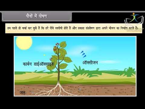Class 10 Science || Chapter Life Processes I || In Hindi Language - YouTube