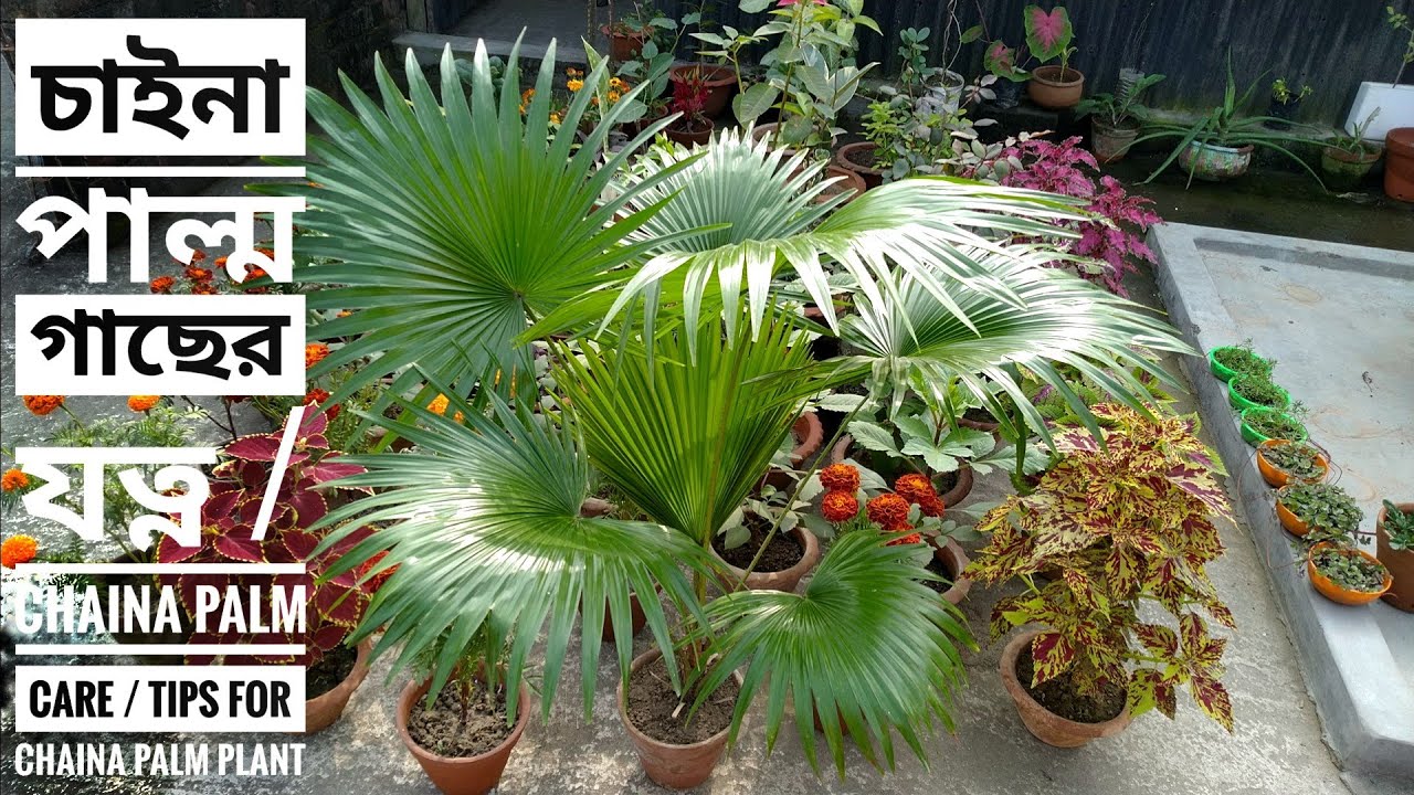 চাইনা পাল্ম গাছের যত্ন / China Palm Care / Tips For China Palm Plant ...