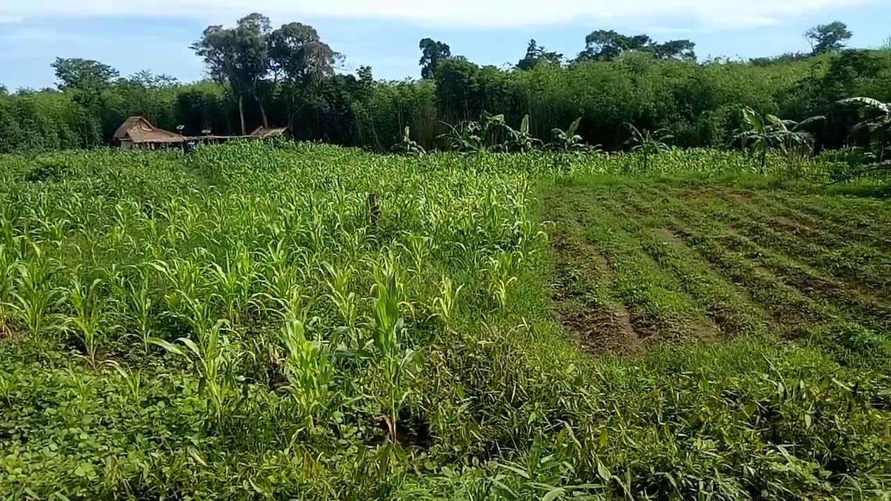 BUSUANGA PALAWAN FARM 🌽 - YouTube