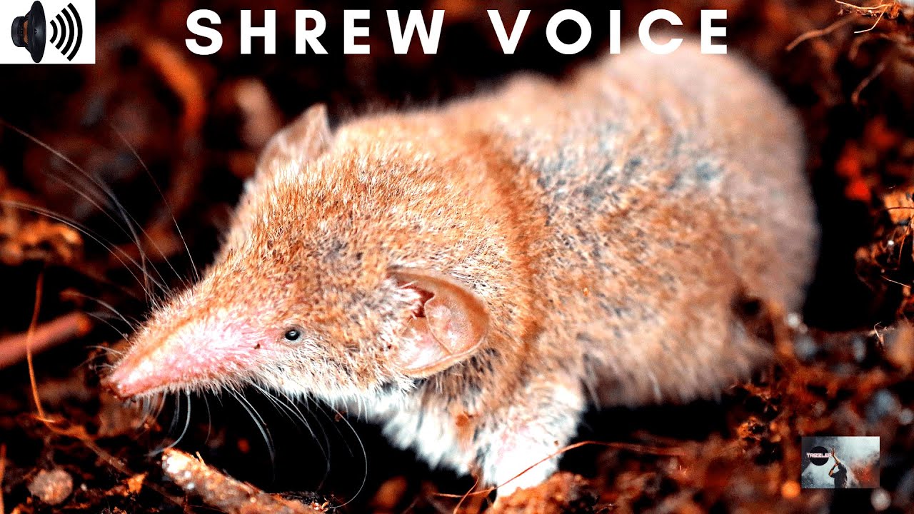 SHREW VOICE | SORICIDAE | SMALL MOLE MAMMALS | ORDER EULIPOTYPHLA ...