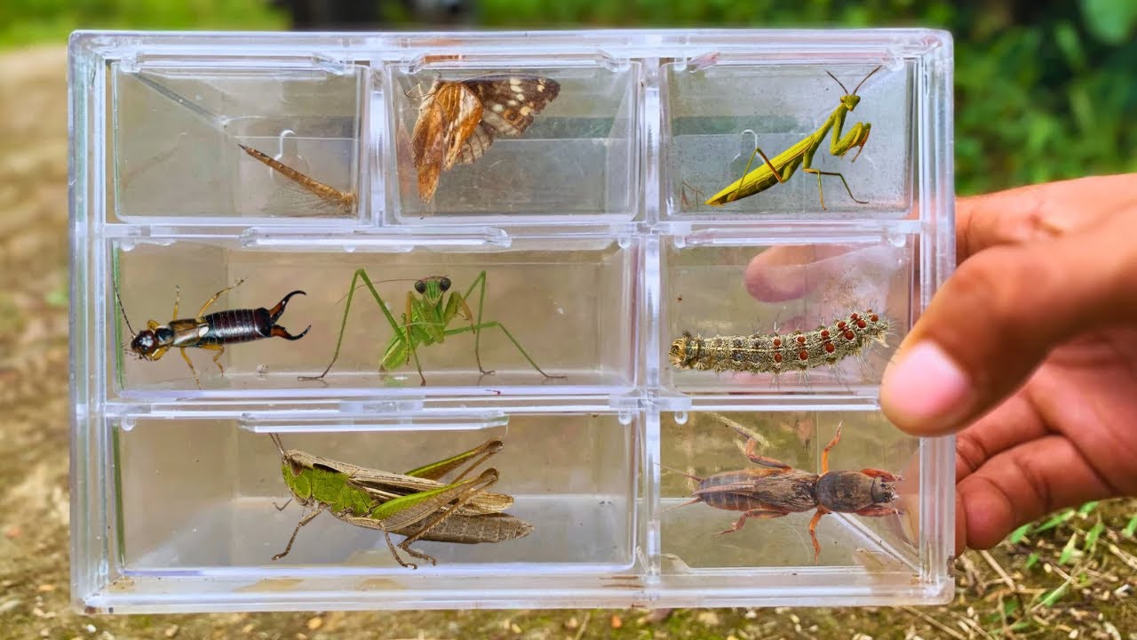 Hunting Praying mantis!! Catch lizard,grasshopper,small insects #mantis ...