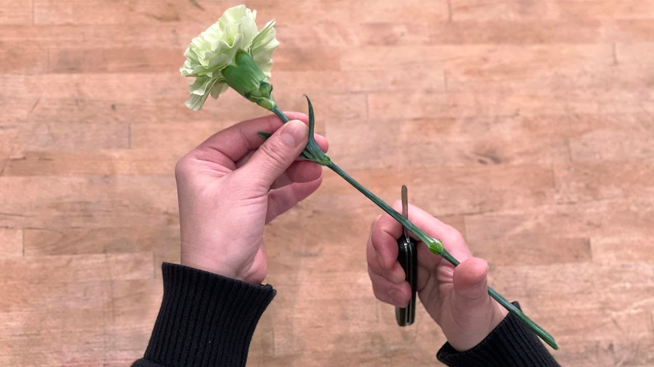 Flower Stem Analysis - YouTube