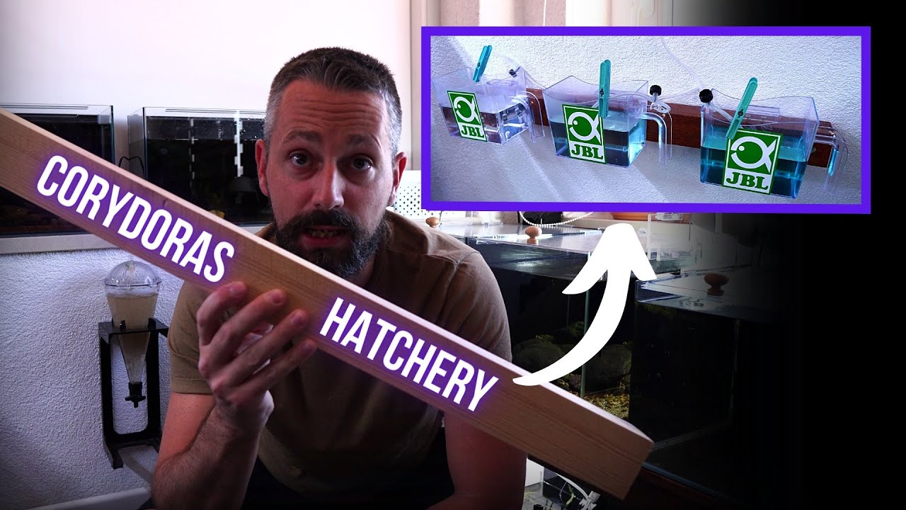 I made DIY HATCHERY for CORYDORAS EGGS and other EGG SCATTERING fish ...