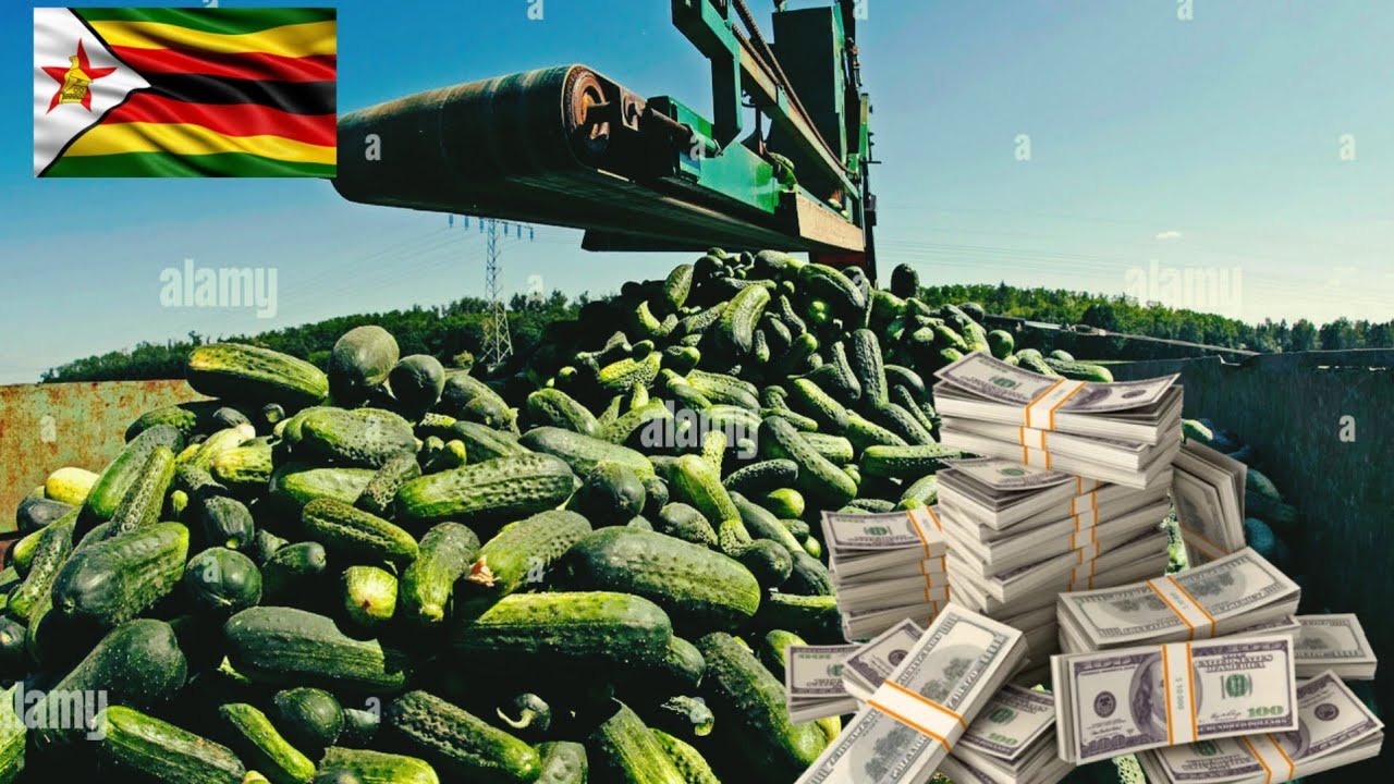 How Much A Farmer Can Make Growing 1 Hectare Of Cucumbers In Zimbabwe ...