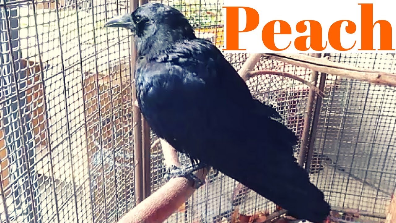 Pet crow Peach having FUN in his outdoor aviary - YouTube