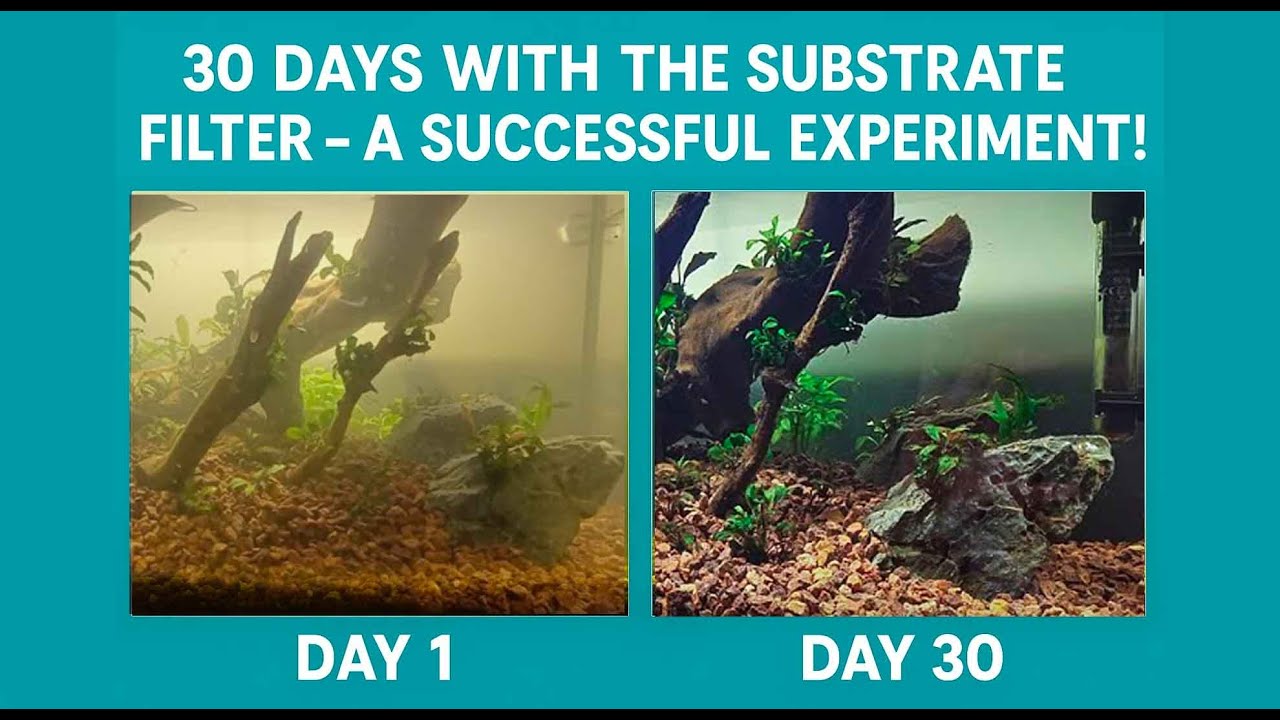 30 Days with the Substrate Filter - A Successful Experiment! - YouTube