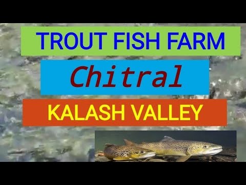 Trout Fish Farm in Kalash valley Chitral #trout #fish #farm #chitral # ...