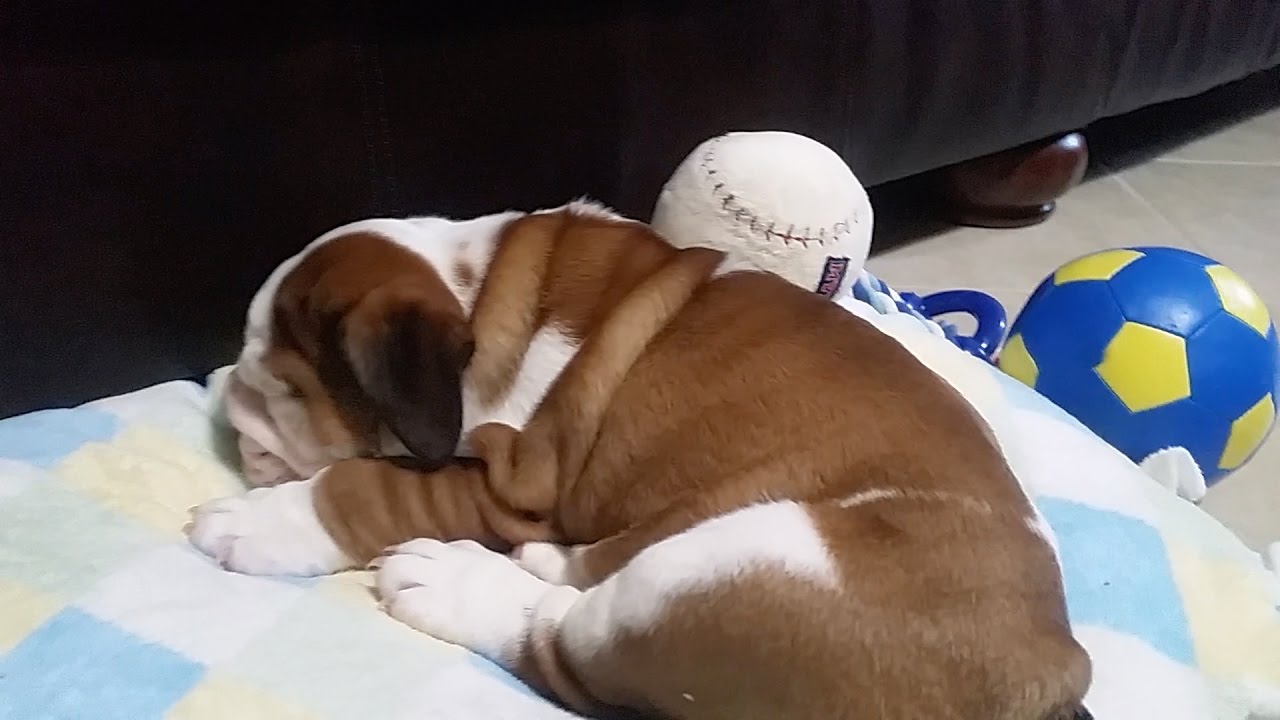 Our baby hercules sleeping again (Hercules the Bulldog) - YouTube